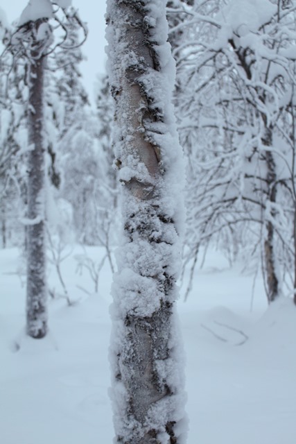 Halipuu and My Tree Friend : Adopt and / or Hug a Tree – Blog by Esther ...