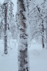 Halipuu and My Tree Friend : Adopt and / or Hug a Tree – Blog by Esther ...
